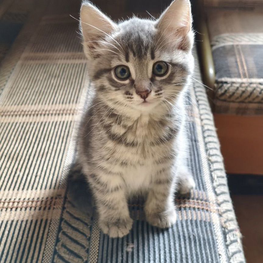 Манчкин котёнок