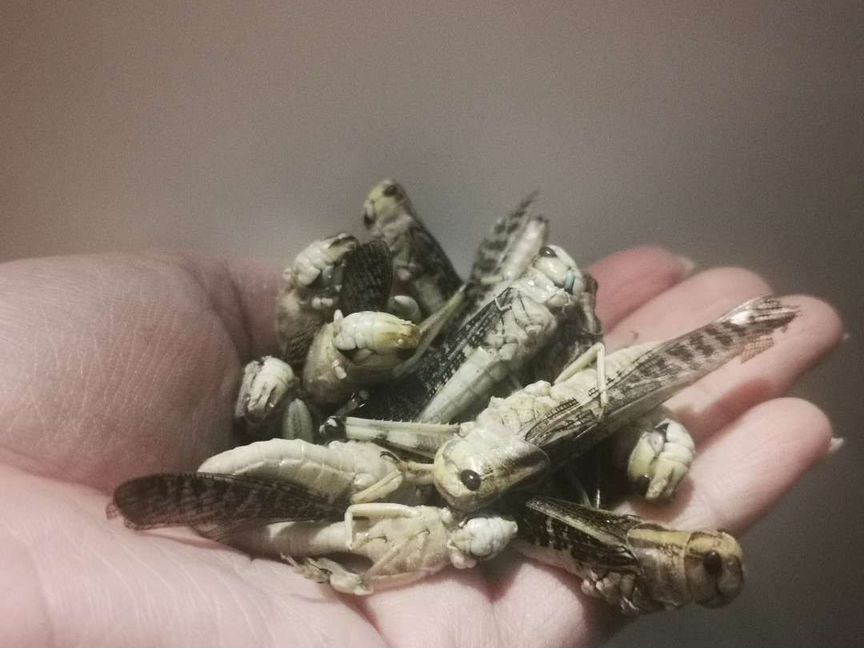 Саранча для ежей, рептилий, птиц и обезьян