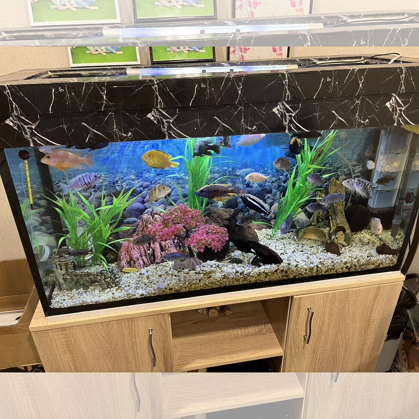 Два аквариума с рыбками