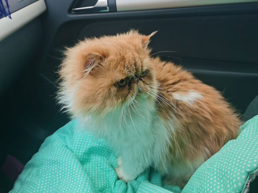 Взрослые персы