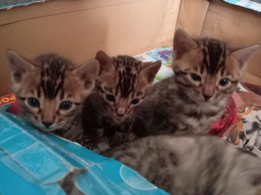 Бенгальские котята