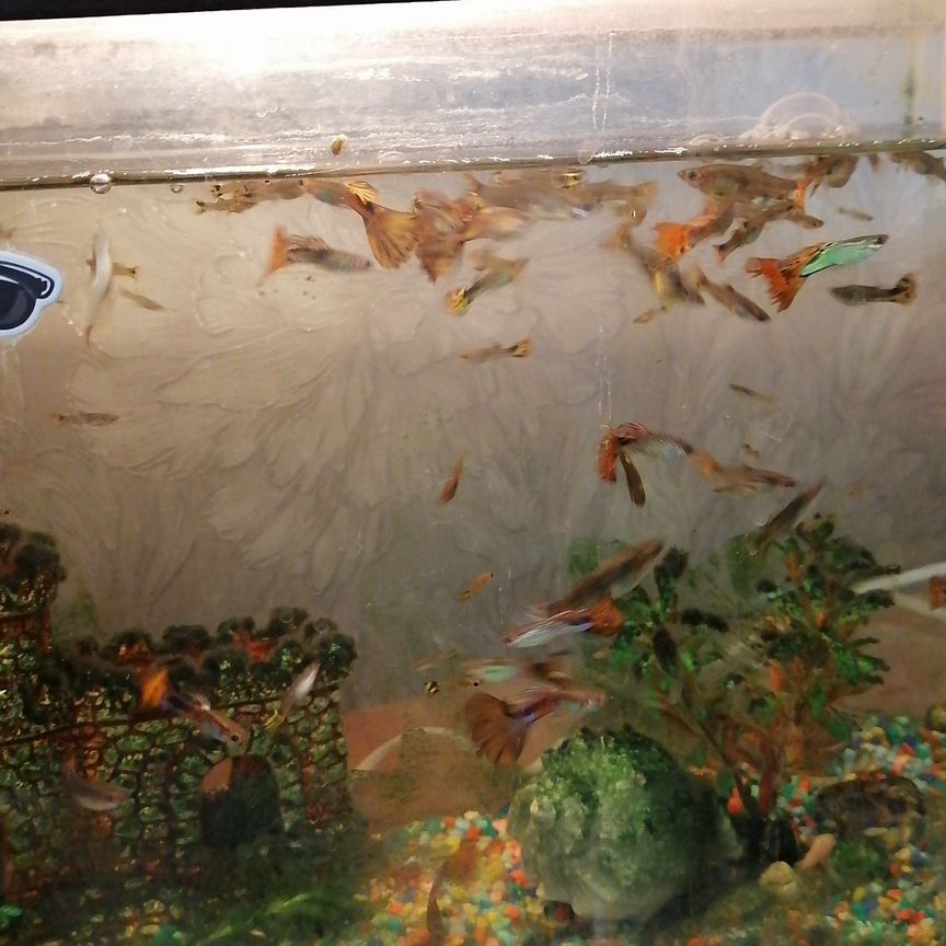 Продам гупешок