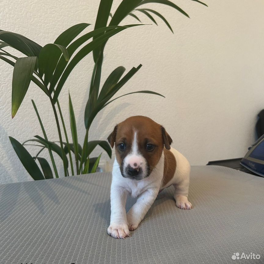 Щенки джек Рассел терьер гладкошерстный