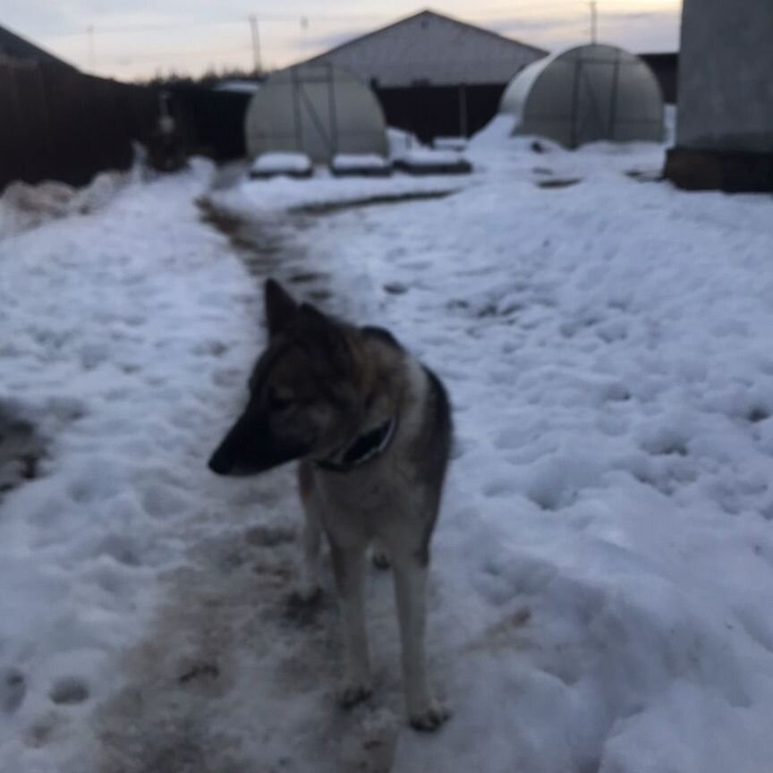 Западно сибирская лайка