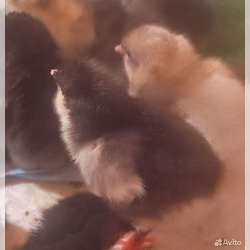 Цыплята суточные несушки