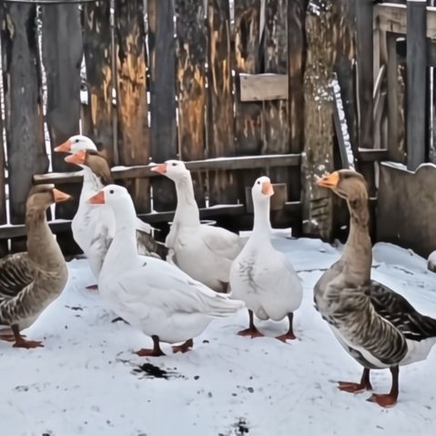 Гуси / Фазан