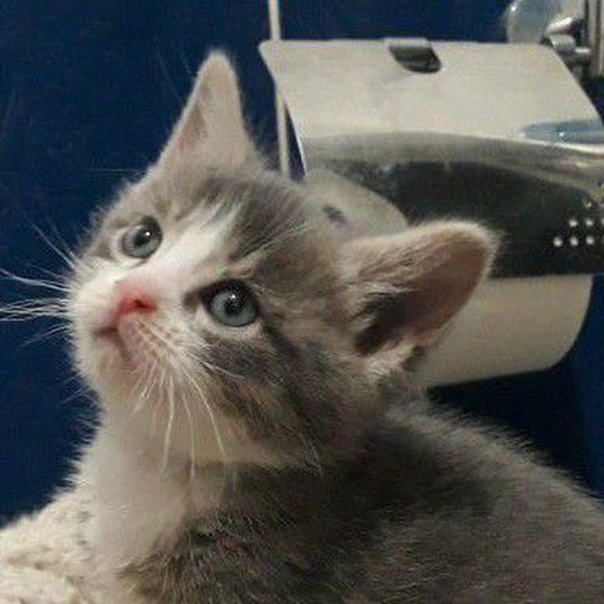Котёнок Сеня ищет дом