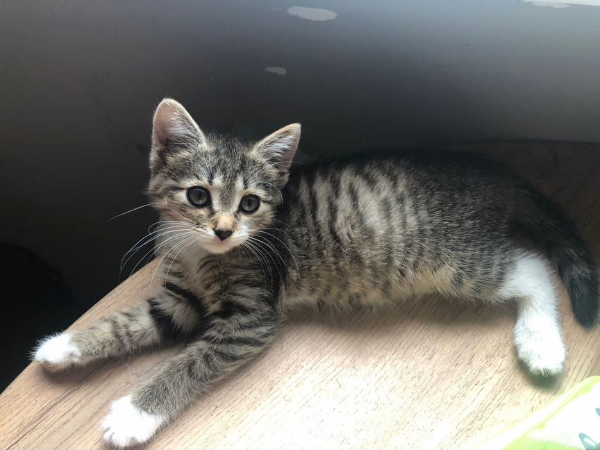 Полосатенькая лапушка