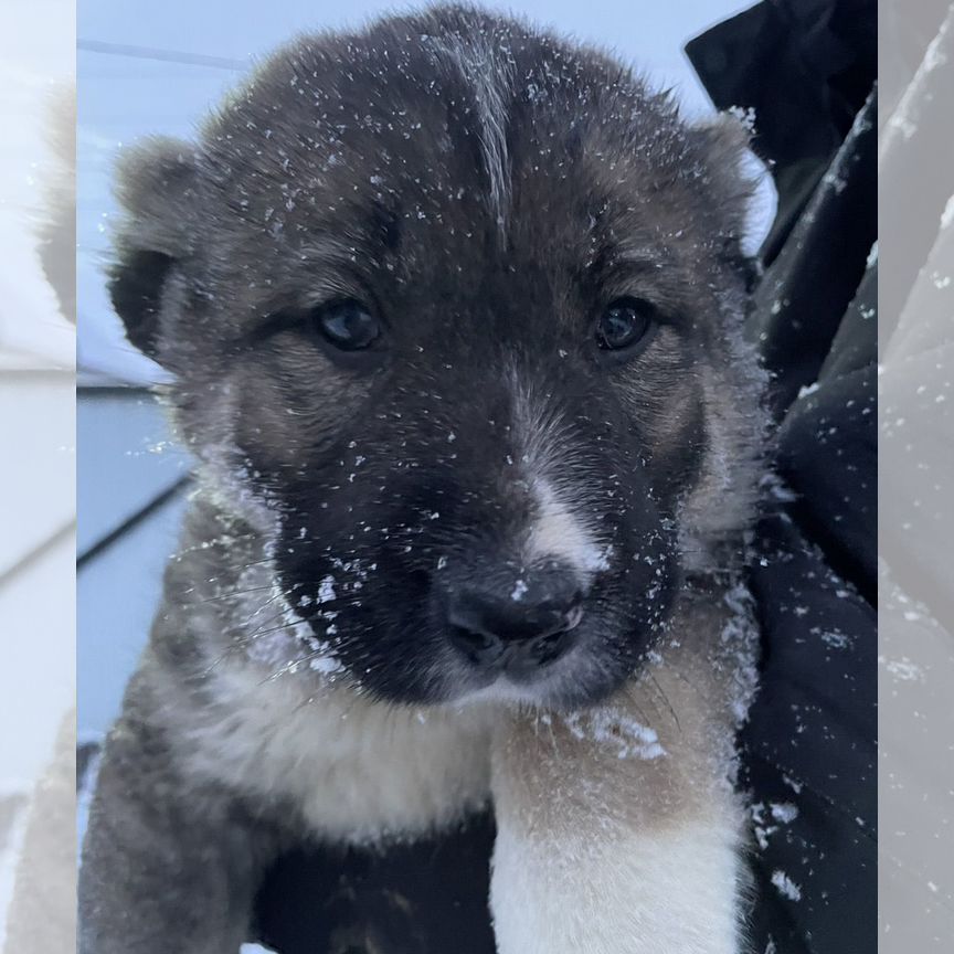 Щенки кавказской овчарки