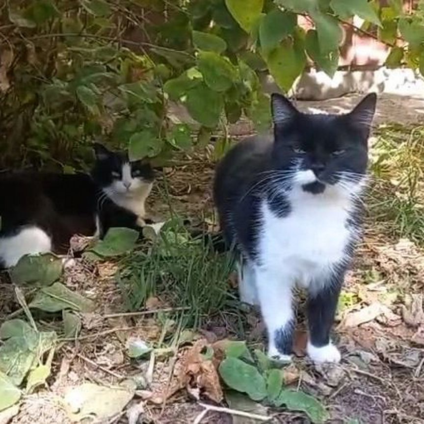 Выкинули двух котеечек