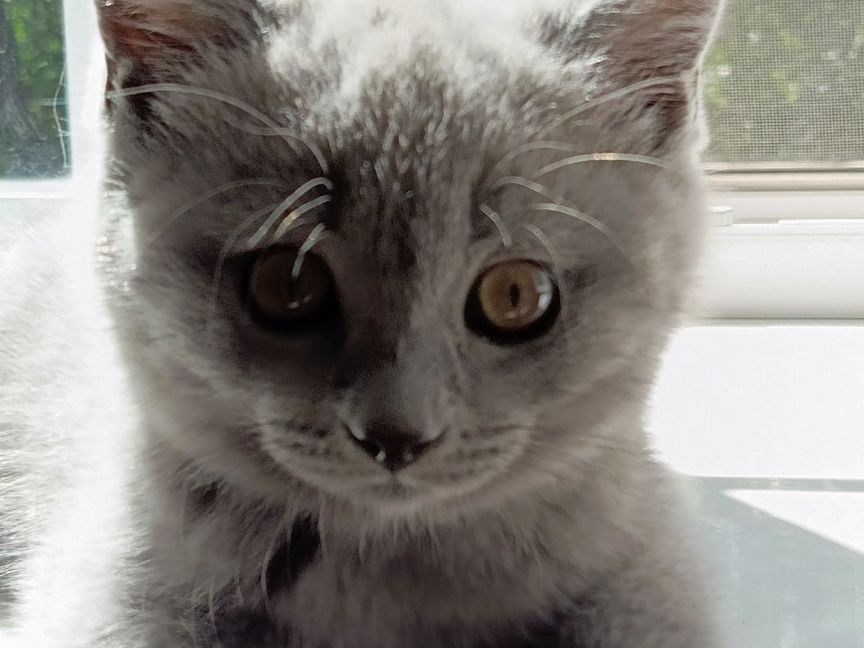 Котята британской породы