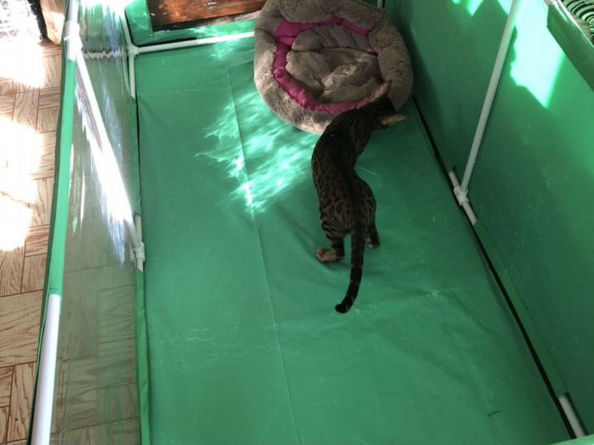 Вольер для котят