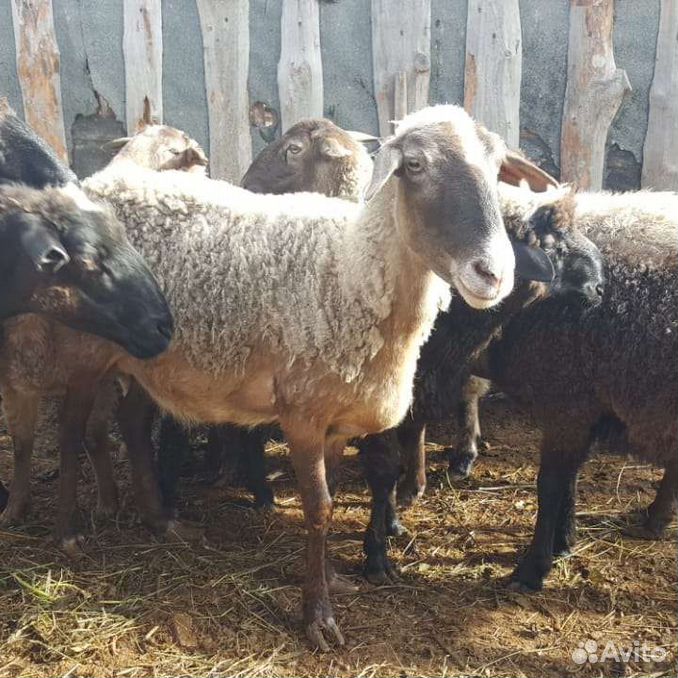 Продам овцу