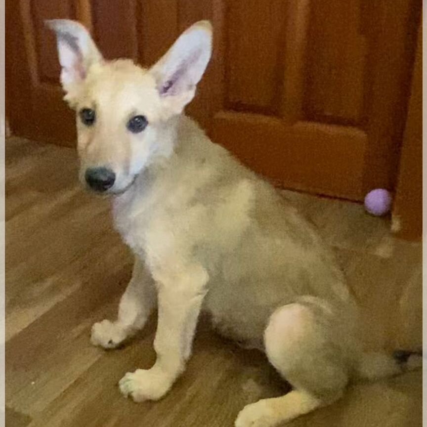 Щенок в добрые руки