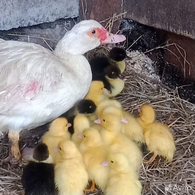 Утята индоутки