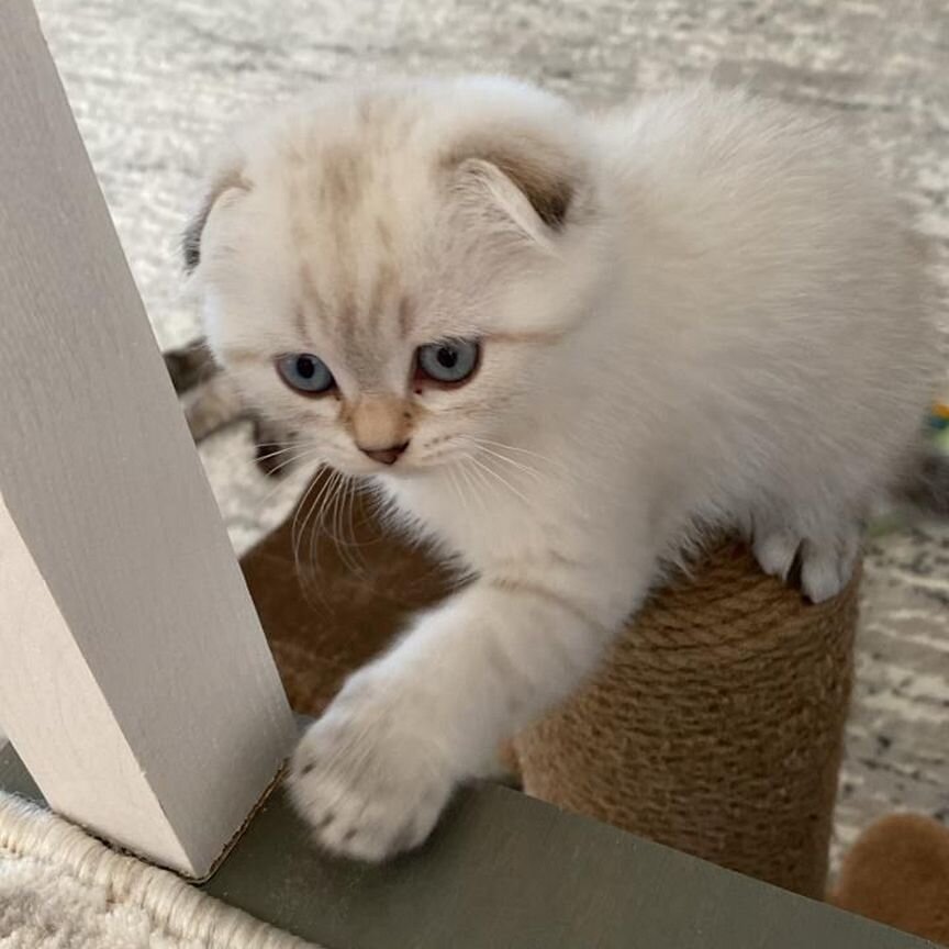 Британские котята