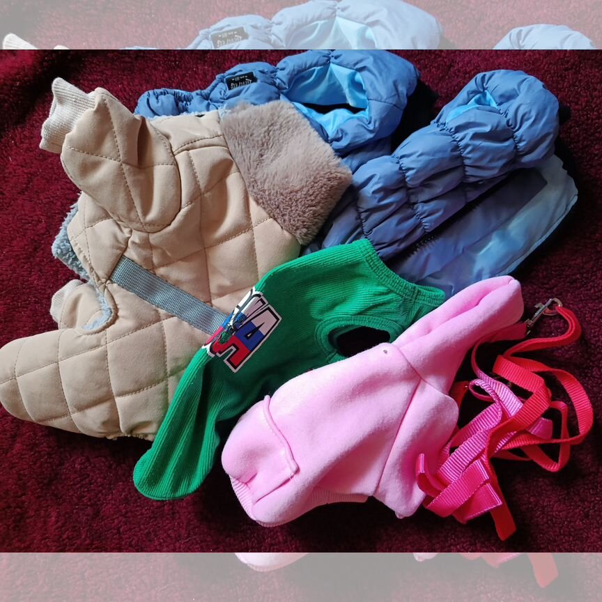 Одежда для мелких собак