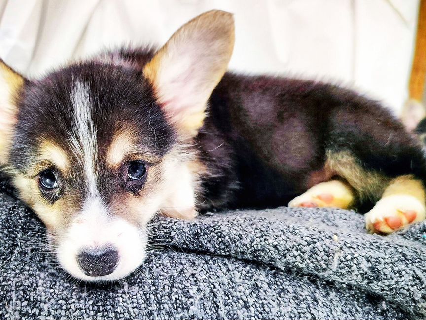 Милые корги