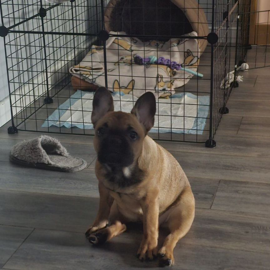 Вольер для собак в квартиру 24 секции