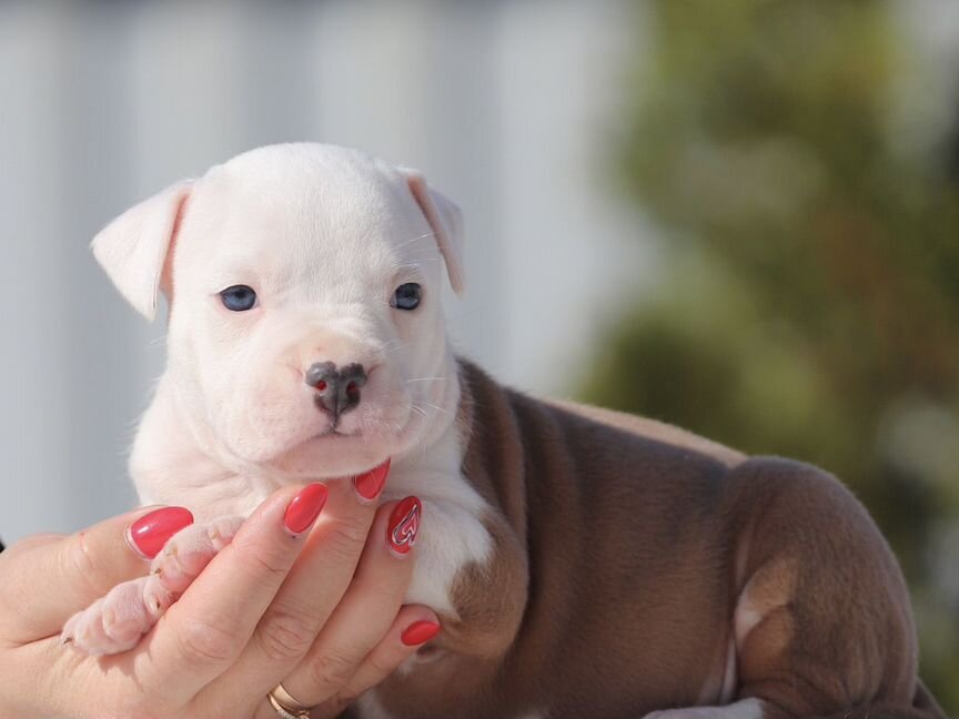 Щенки амстафф терьер