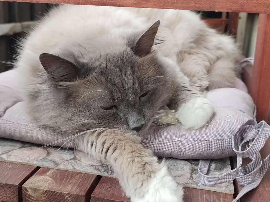 Кот невская маскарадная вязка