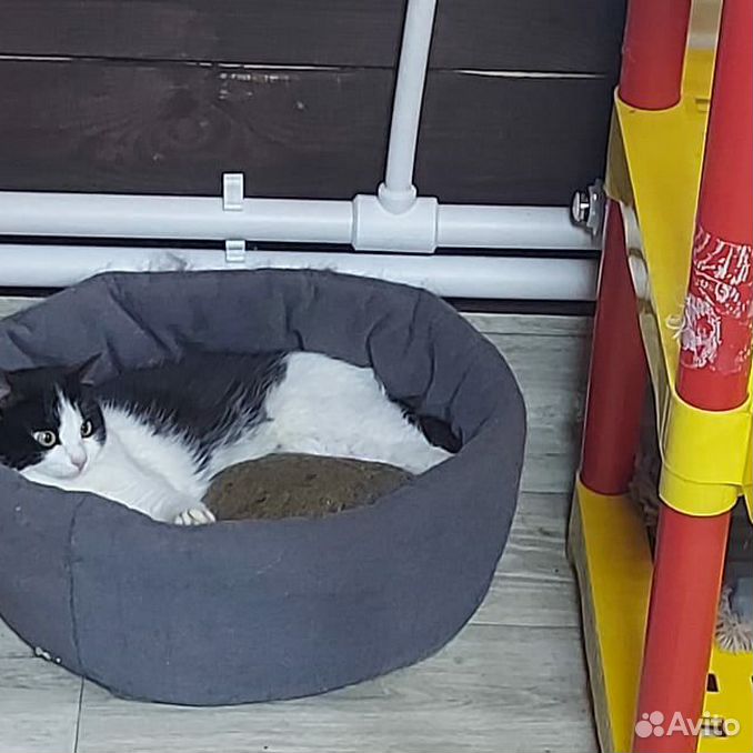 Отдам кошечку Есению