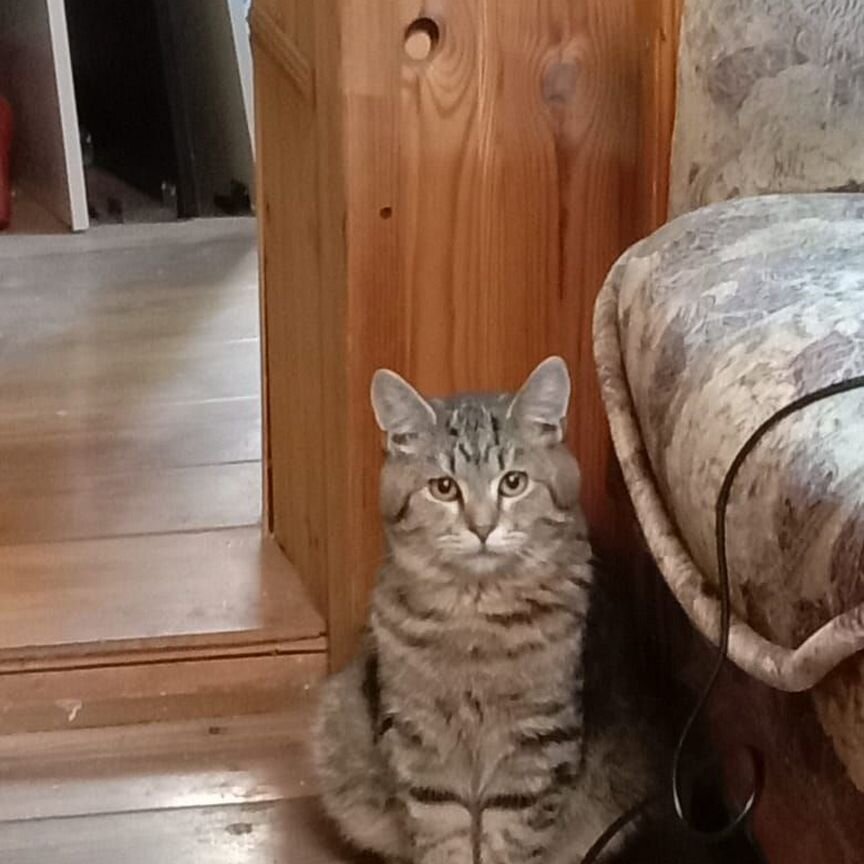 Отдам кота в добрые руки бесплатно
