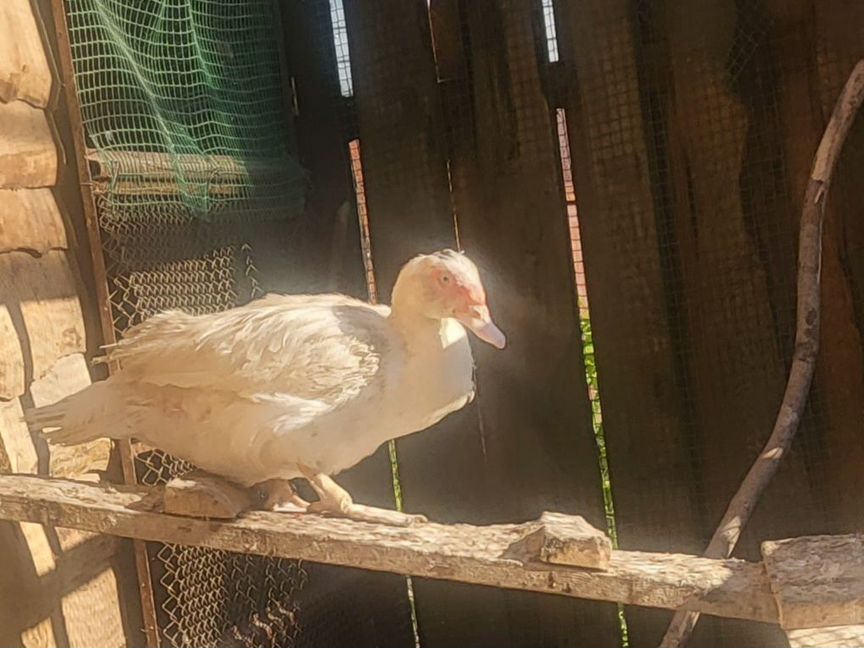 Индоутки тяжелой линии