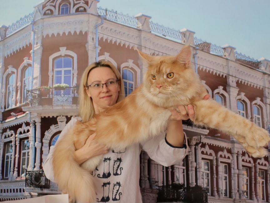 Мейн-кун кот WCF в разведение