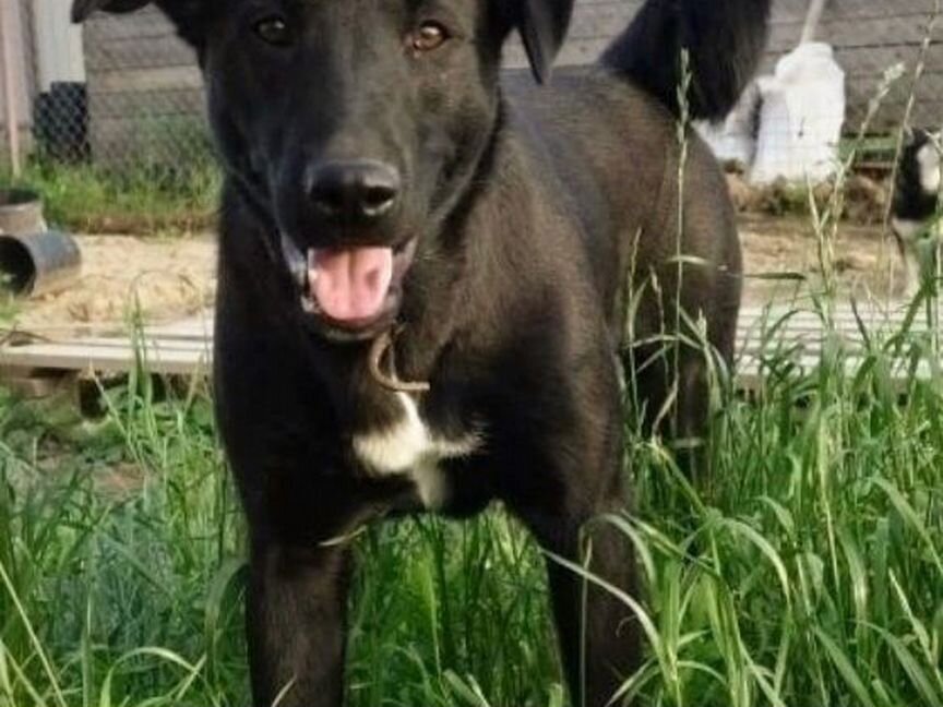 Собака в добрые руки