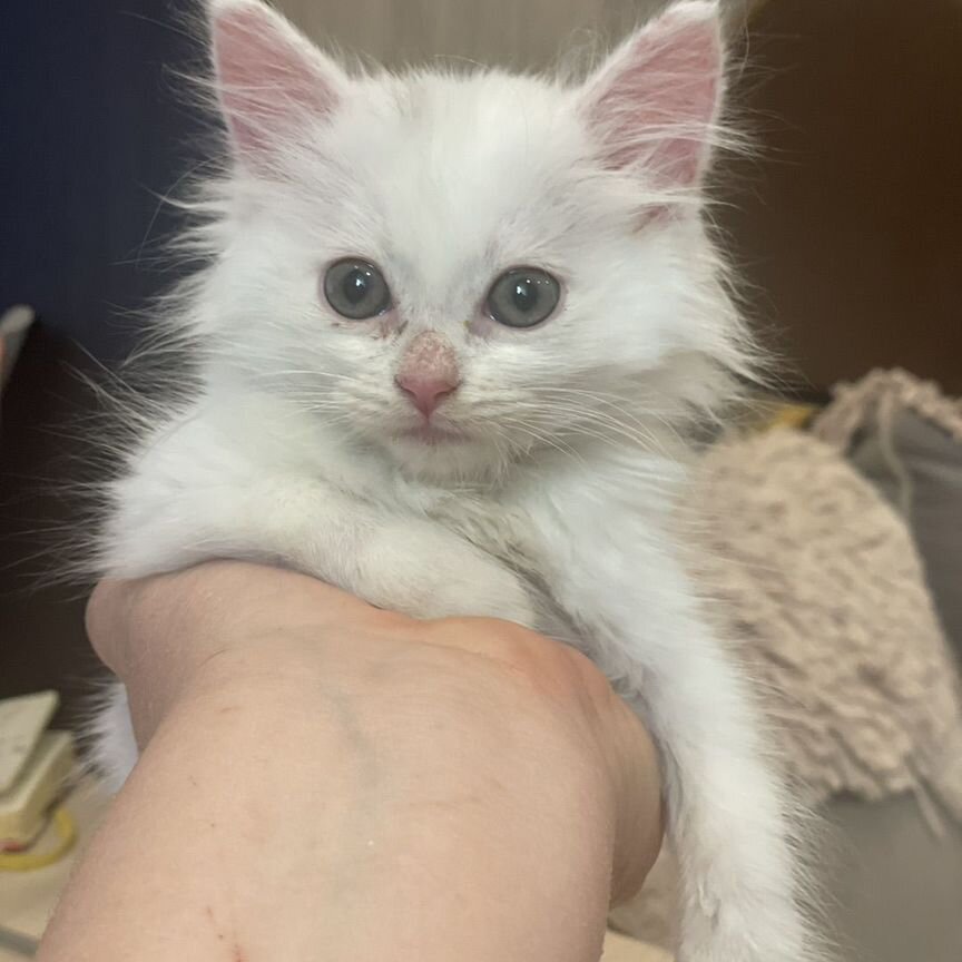 Котенок