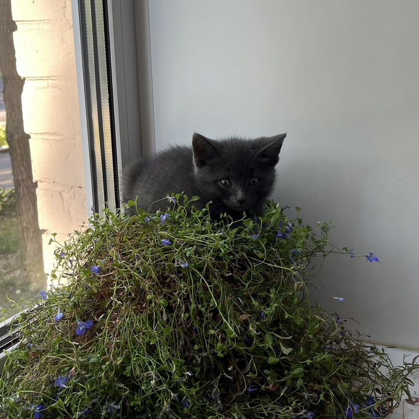 Котенок в добрые руки