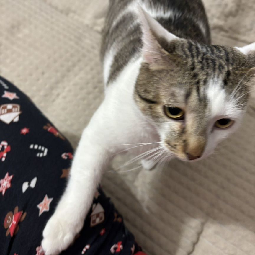 Кот Джонник