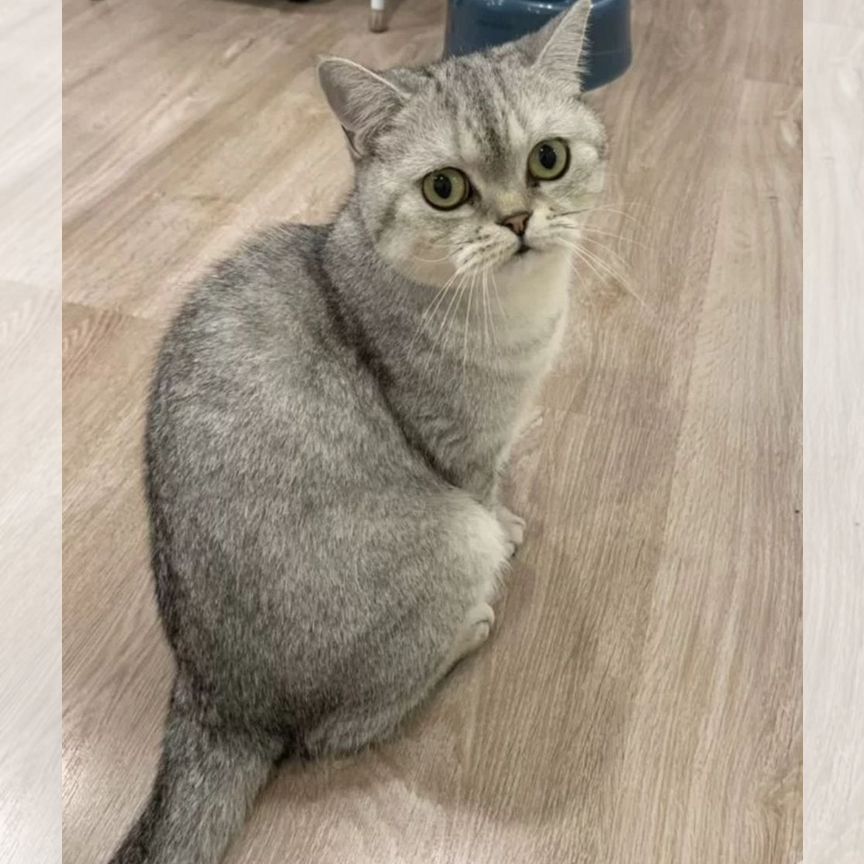 Британский короткошёрстный котёнок