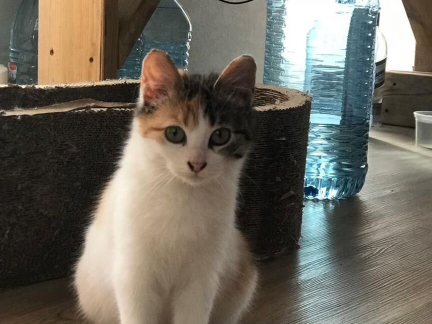 Отдам 4 котят в добрые руки