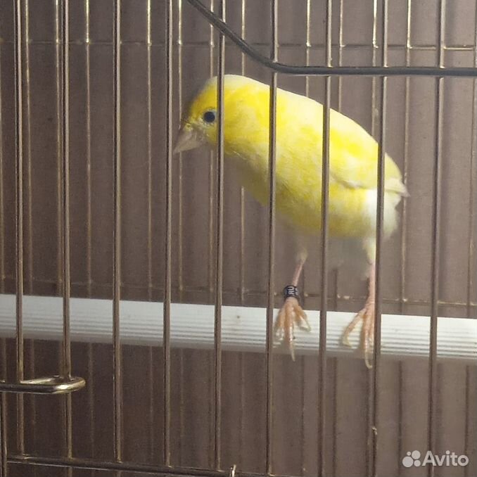 Кенор и кенарки