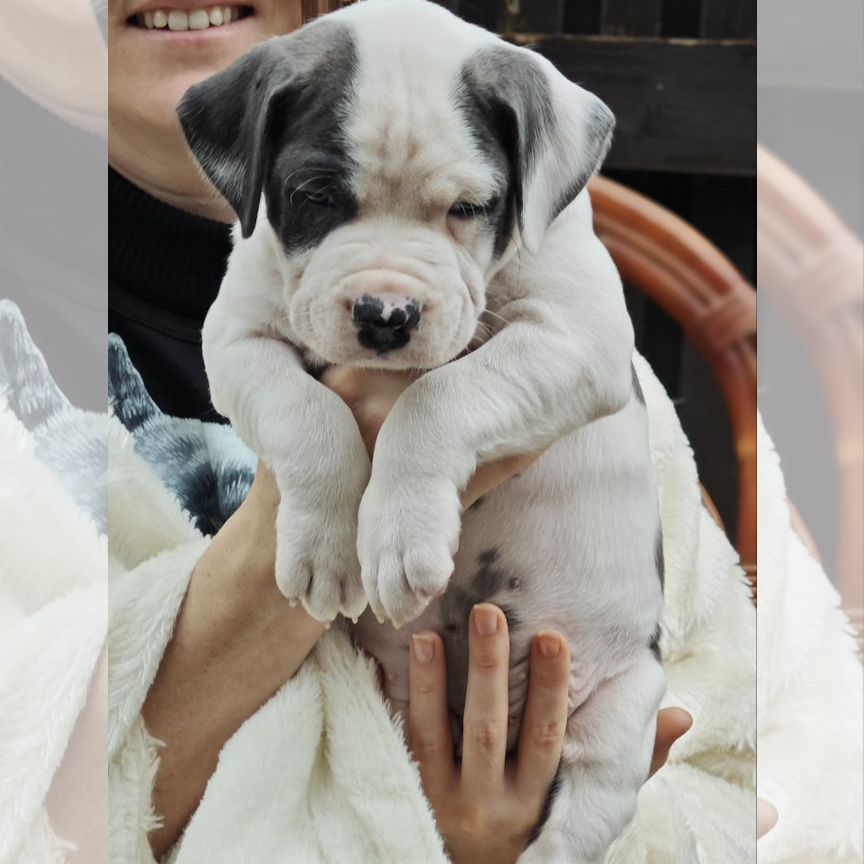 Американский стаффордширский терьер, щенок