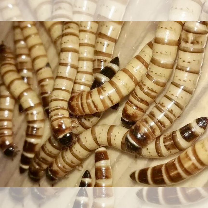 Зофобас живой