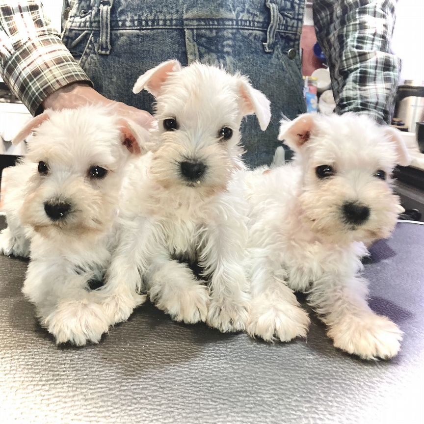 Цвергшнауцер, щенок