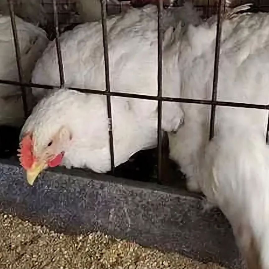 Куры бройлеры