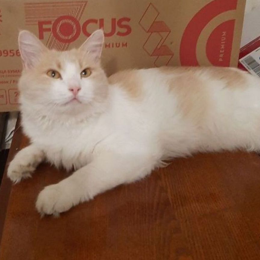 Кот в приюте