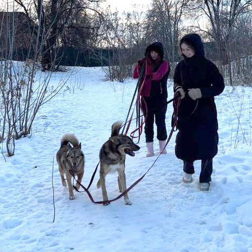 Собаки из приюта ждут прогулок и хозяев