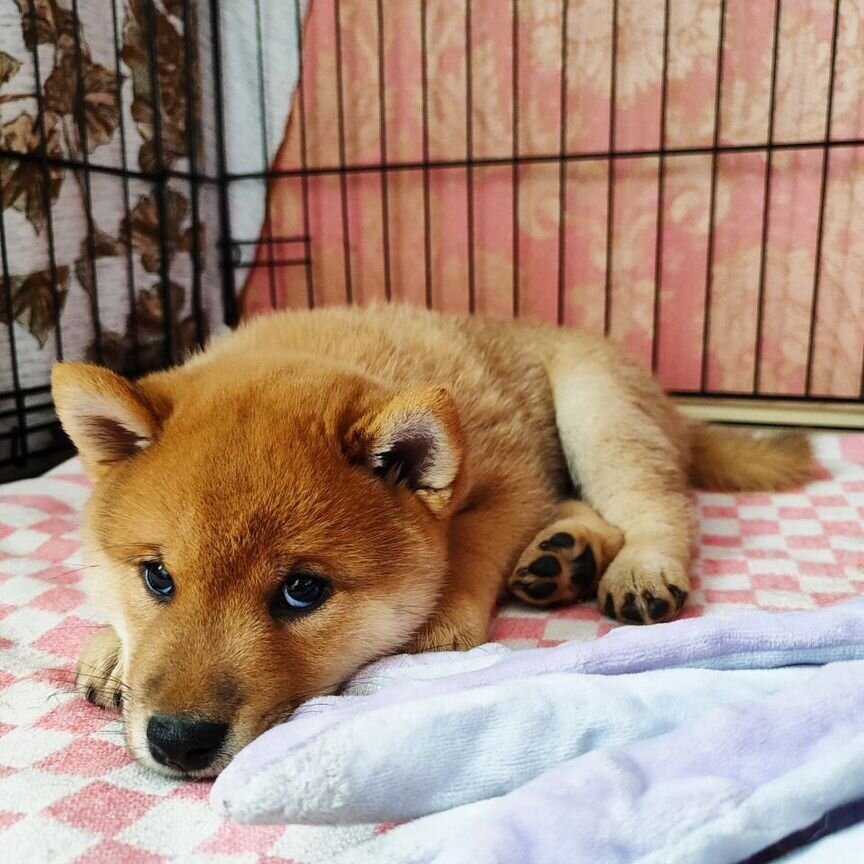 Сиба шиба ину мальчики ярко рыжие