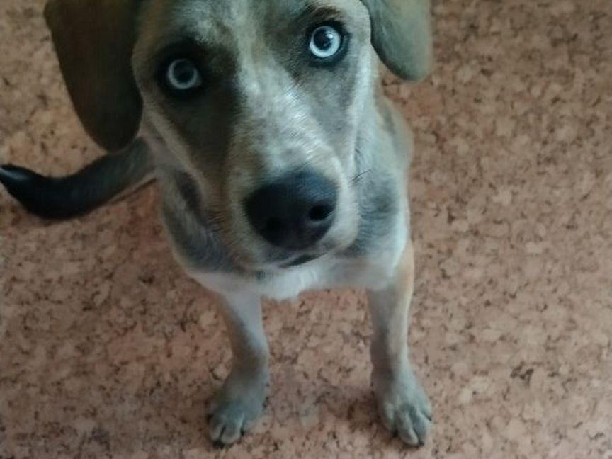 Отдам в добрые руки