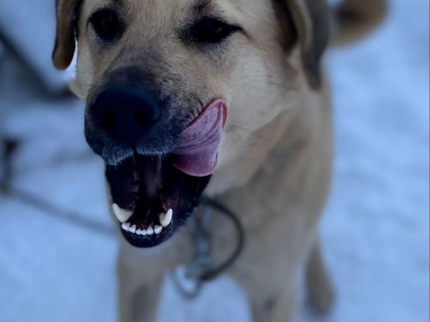 Собака гончая