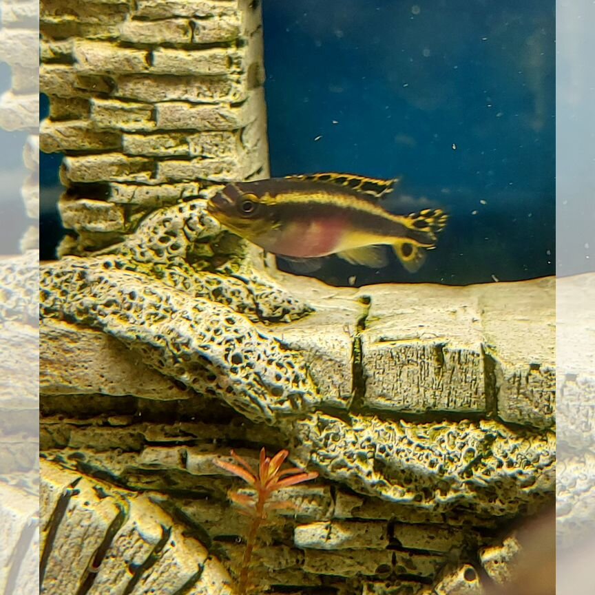 Аквариумные рыбки