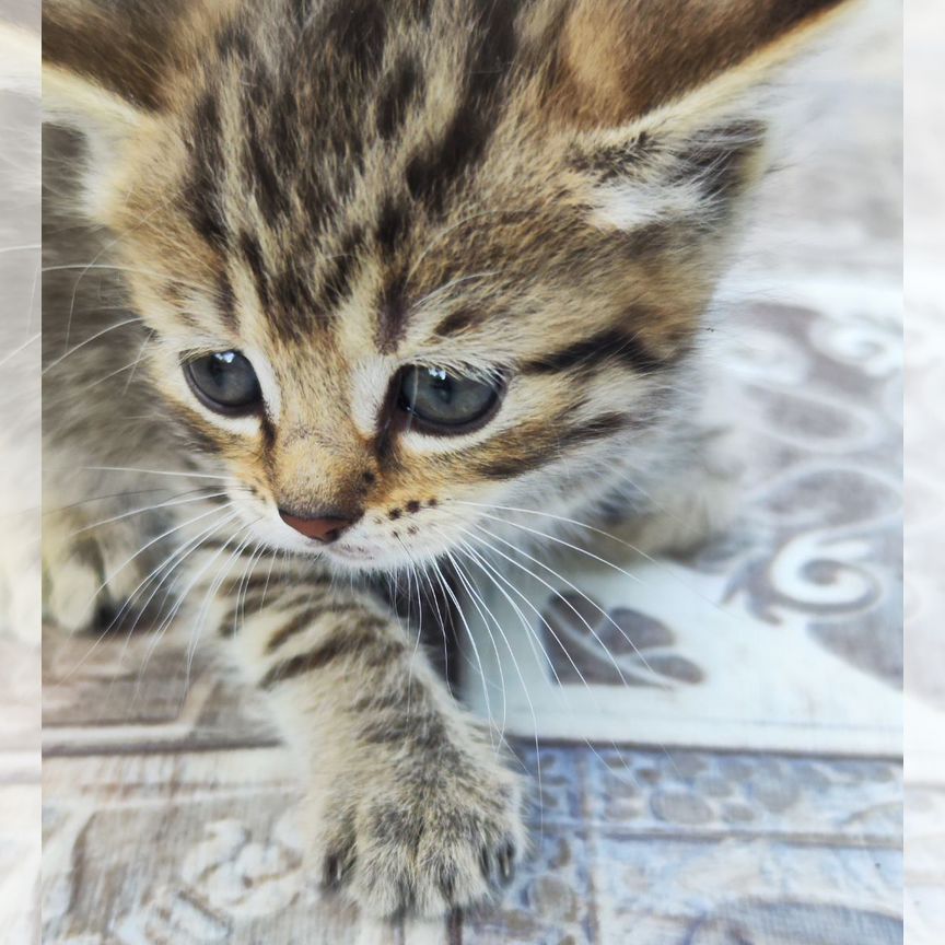 Котёнок в добрые руки