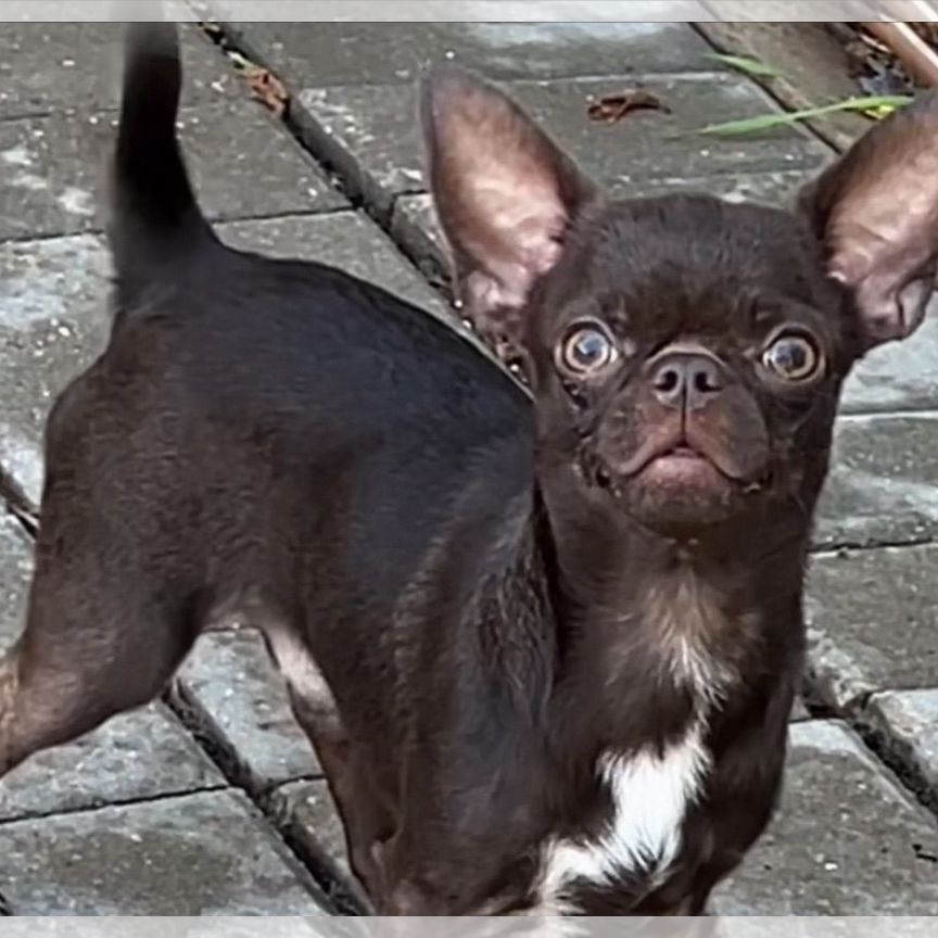 Чихуахуа подращенный мальчик