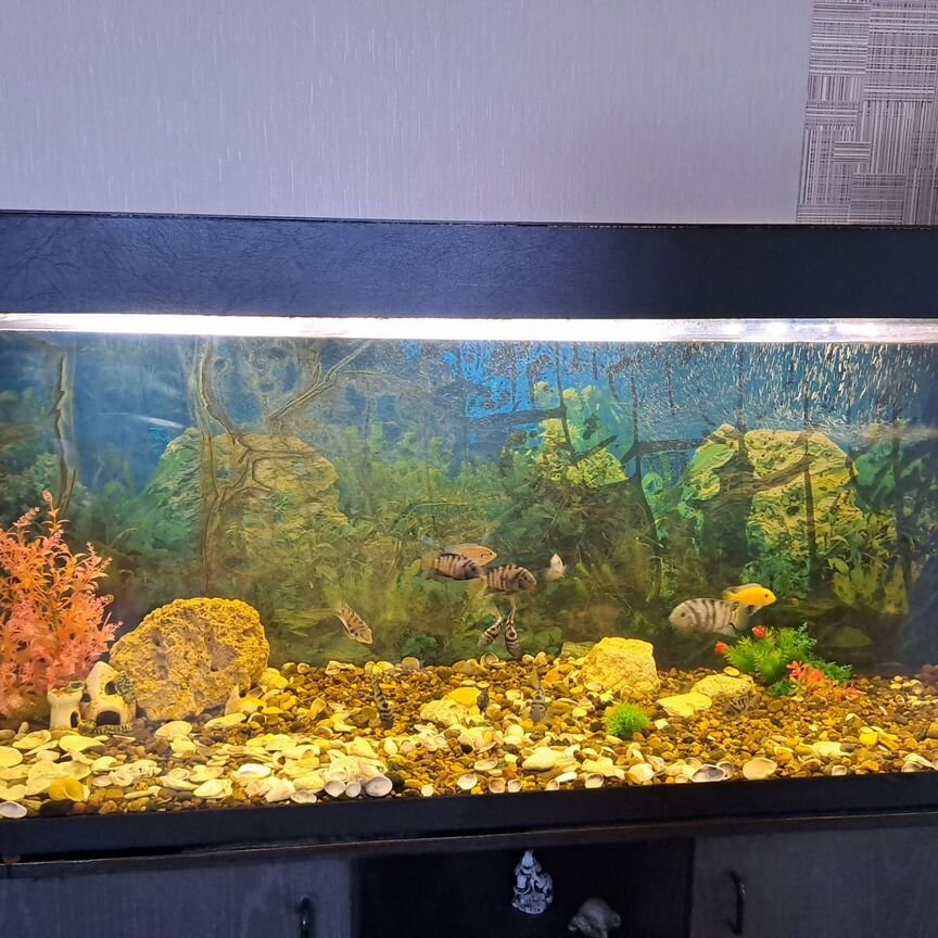 Аквариум б/у