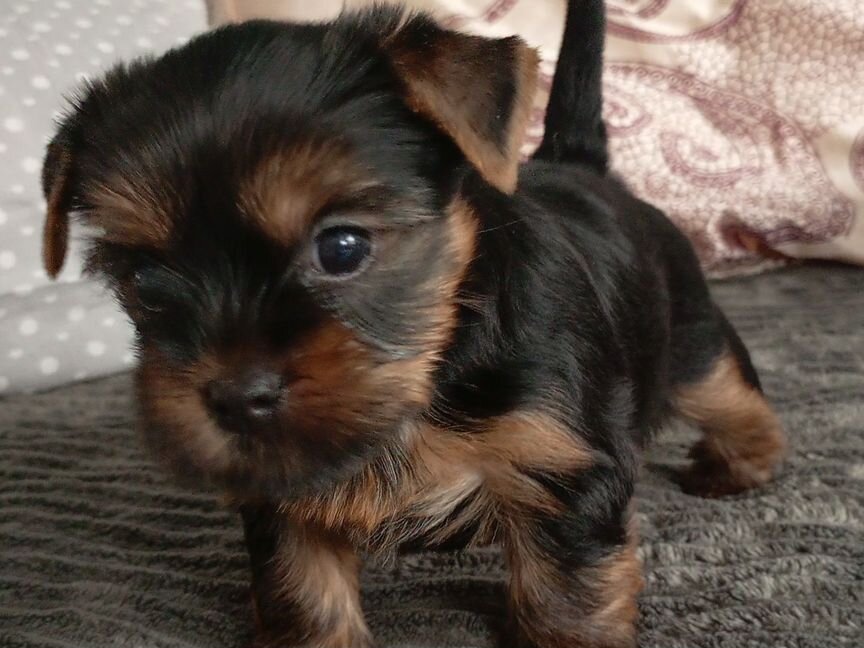 Йоркширский терьер